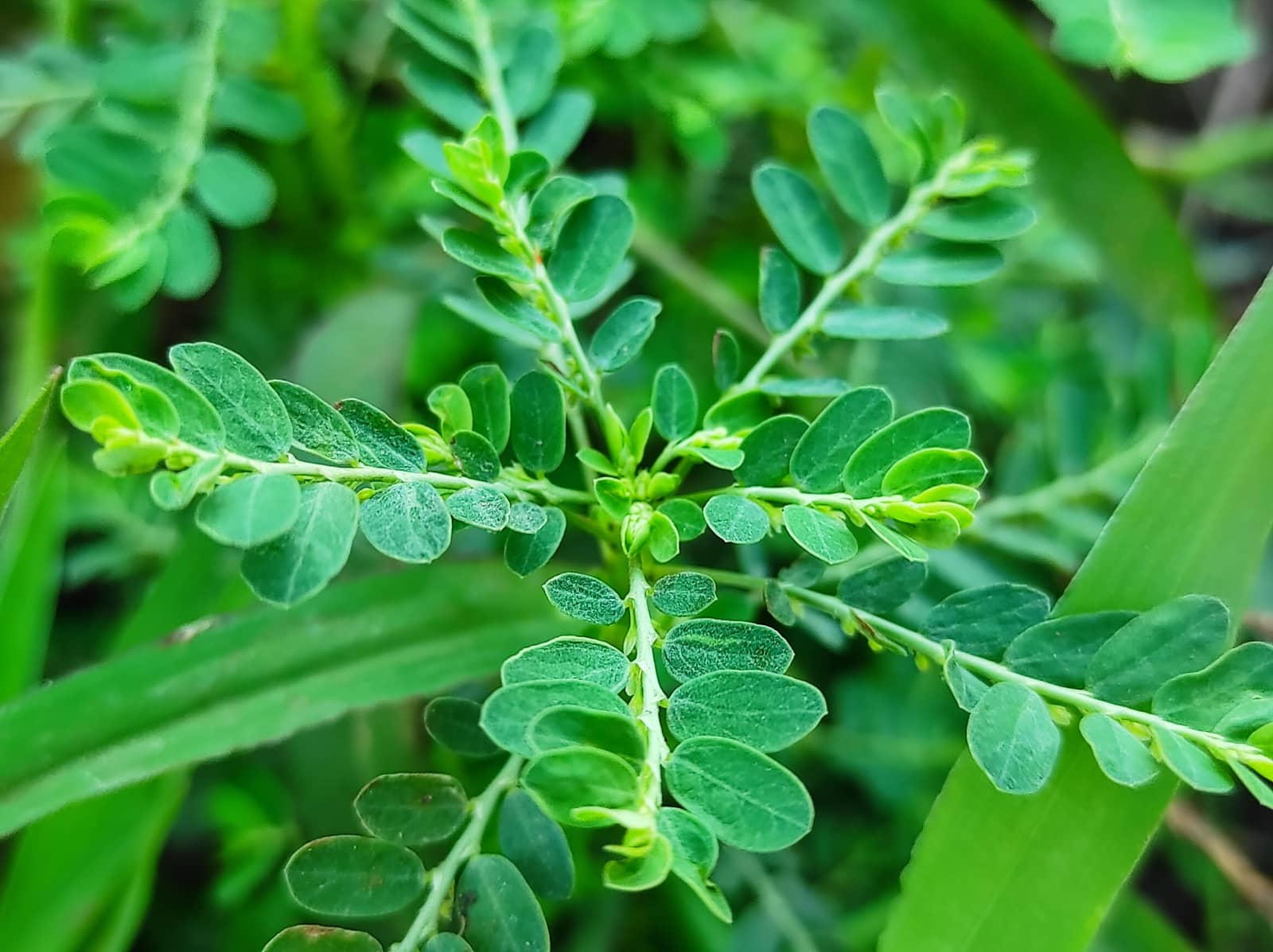 Chanca piedra – původ, vlastnosti a použití.